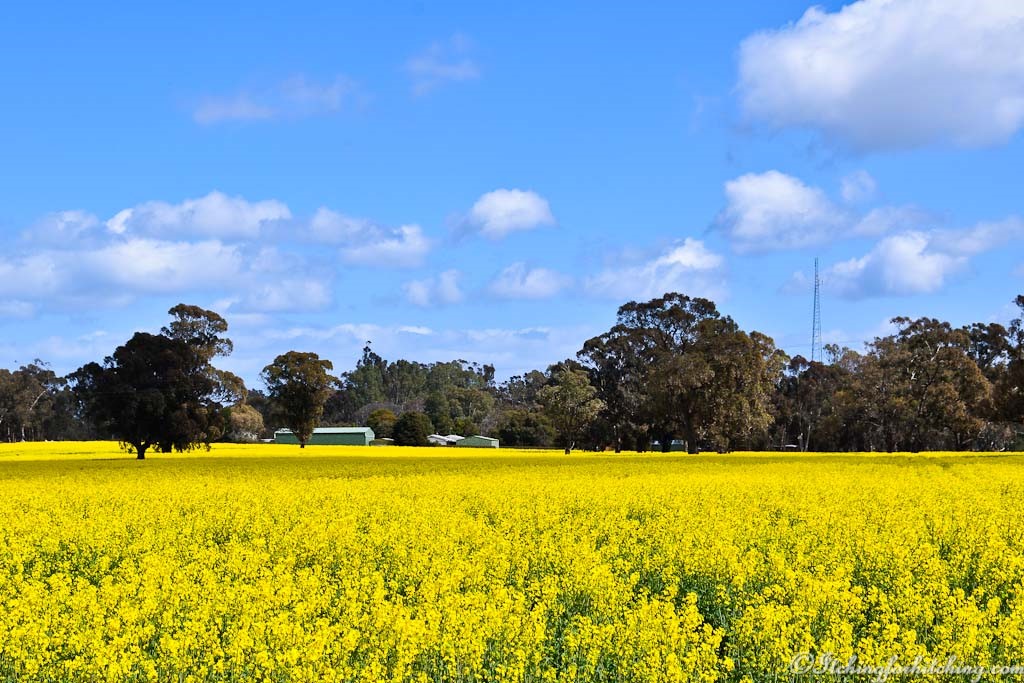 Canola Fields – itchingforhitching